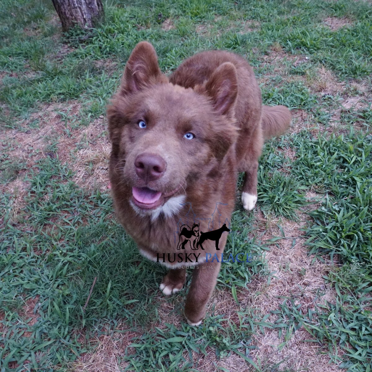 Huskies Pups - AKC Reputable Breeder - Husky Palace