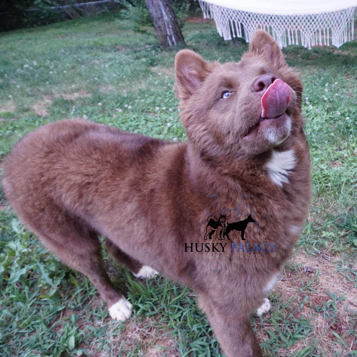 Husky Palace's Simba King of the Pride Lands - Husky Palace