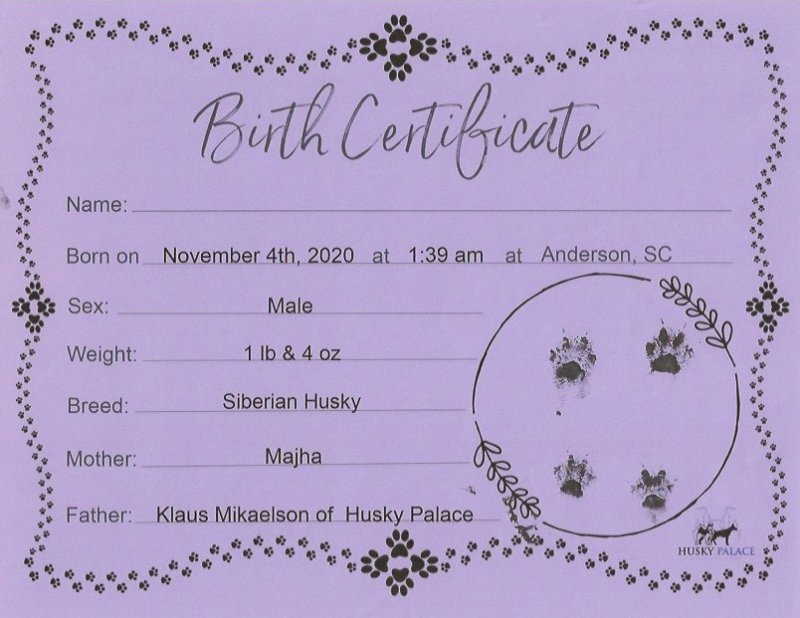 Simba's birth certificate - Husky Palace