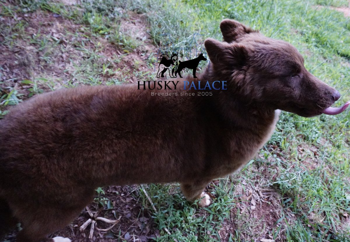 Husky Palace's Simba King of the Pride Lands - Husky Palace