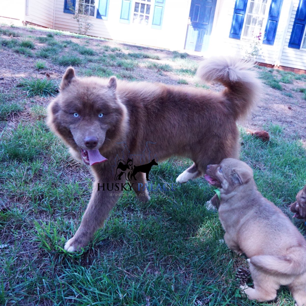 Husky Palace's Simba King of the Pride Lands - Husky Palace