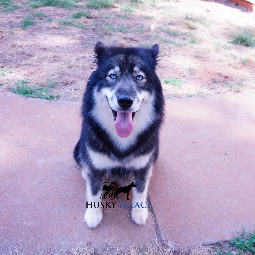 Husky Palace's Azula Queen of The Wild - Husky Palace