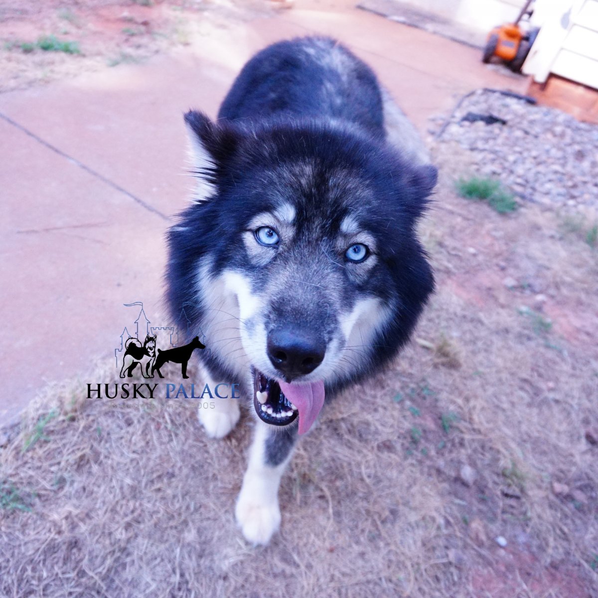 Husky Palace's Azula Queen of The Wild - Husky Palace