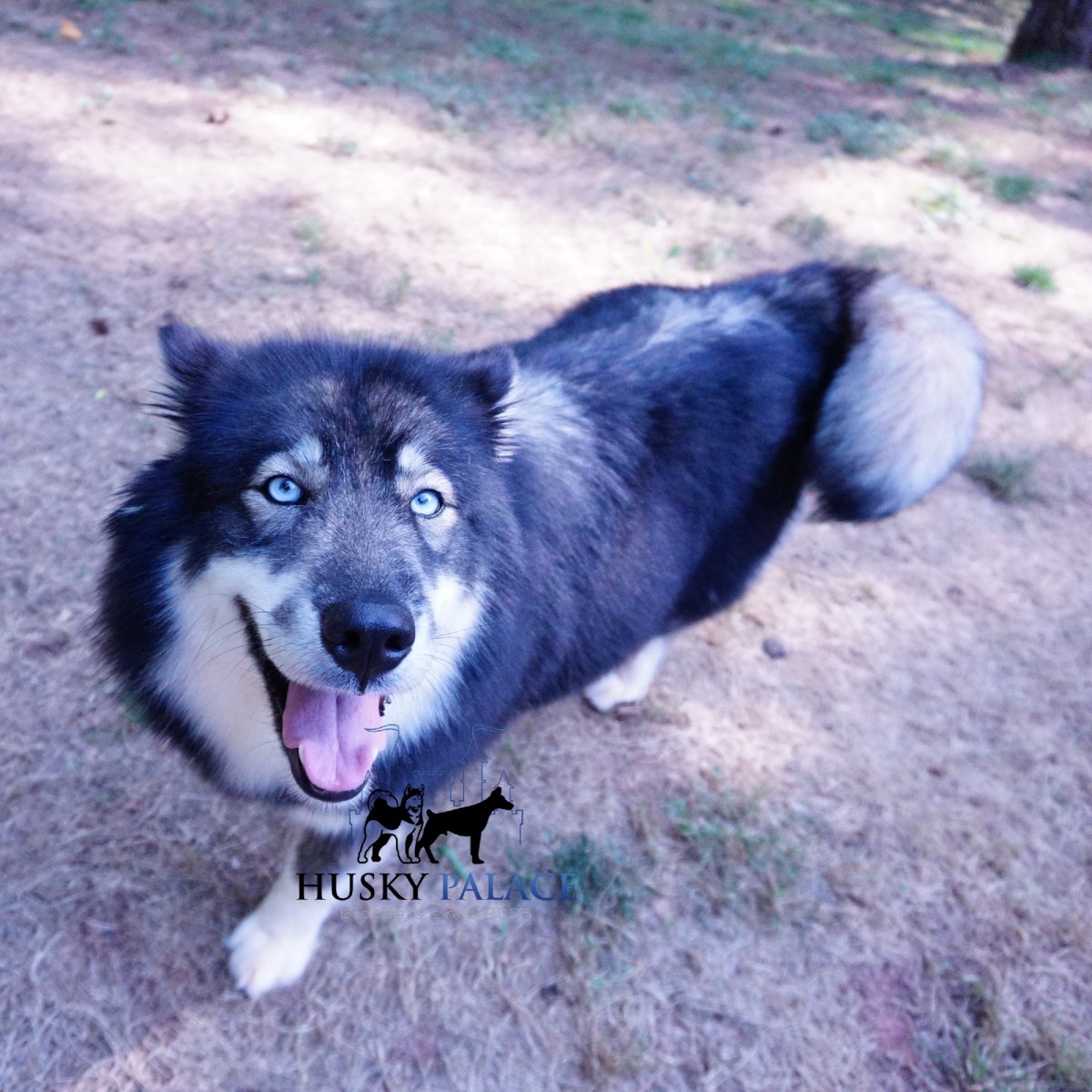Husky Palace's Azula Queen of The Wild - Husky Palace