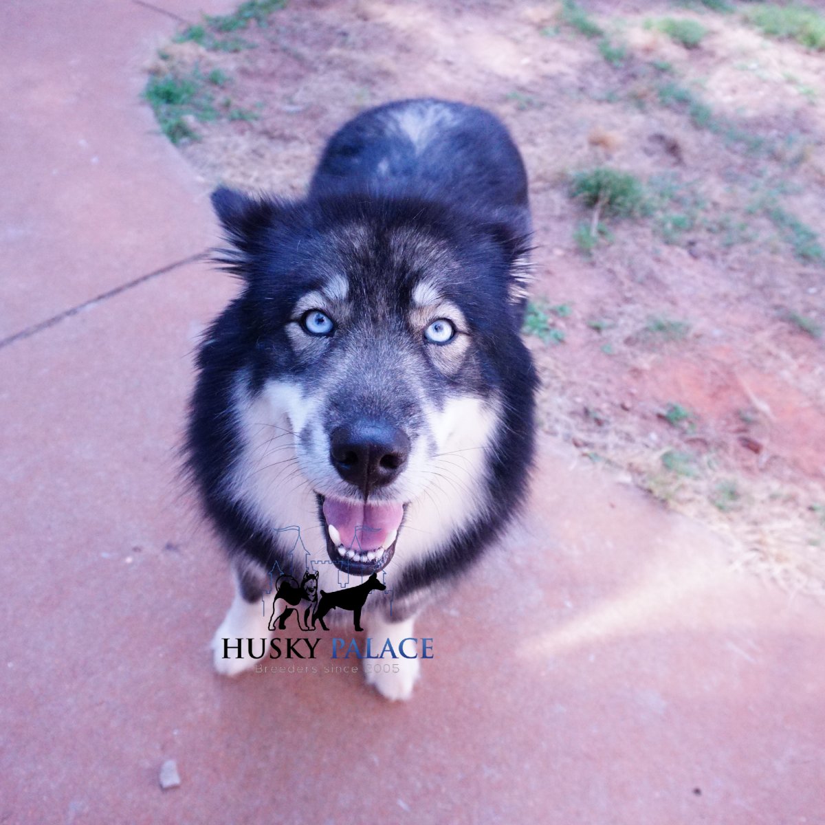 Husky Palace's Azula Queen of The Wild - Husky Palace