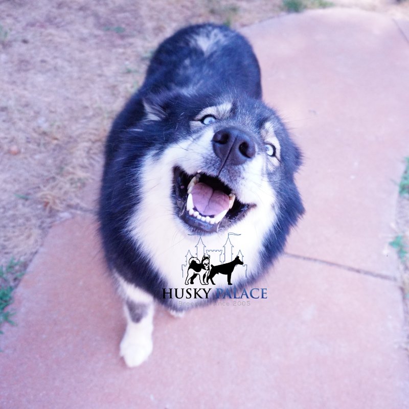 Husky Palace's Azula Queen of The Wild - Husky Palace