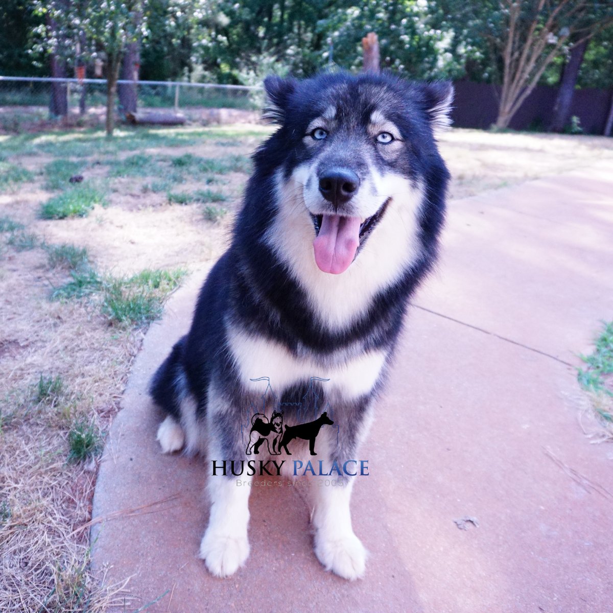 Husky Palace's Azula Queen of The Wild - Husky Palace