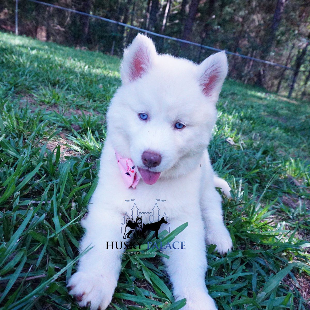 Champion Siberian Huskies In South Carolina | Husk Palace