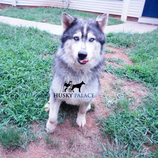 Siberian Husky Adult Dogs For Sale - Husky Palace