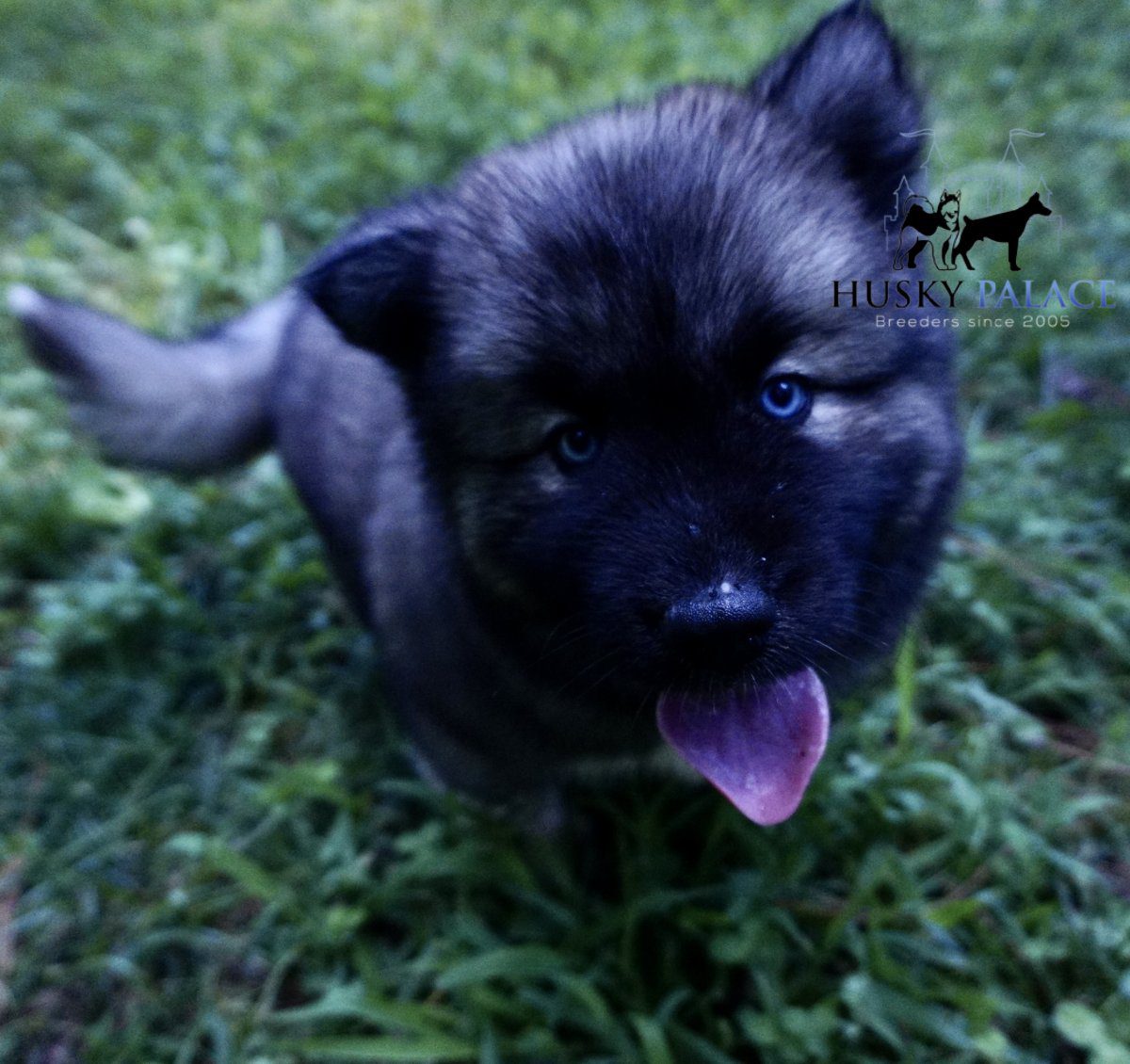 Agouti Siberian Husky - AKC Husky Breeder - Husky Palace