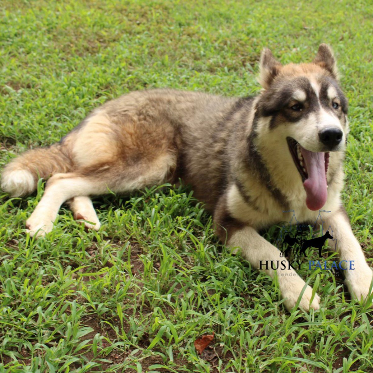 Gray/white Siberian Husky Puppies For Sale | Husky Palace