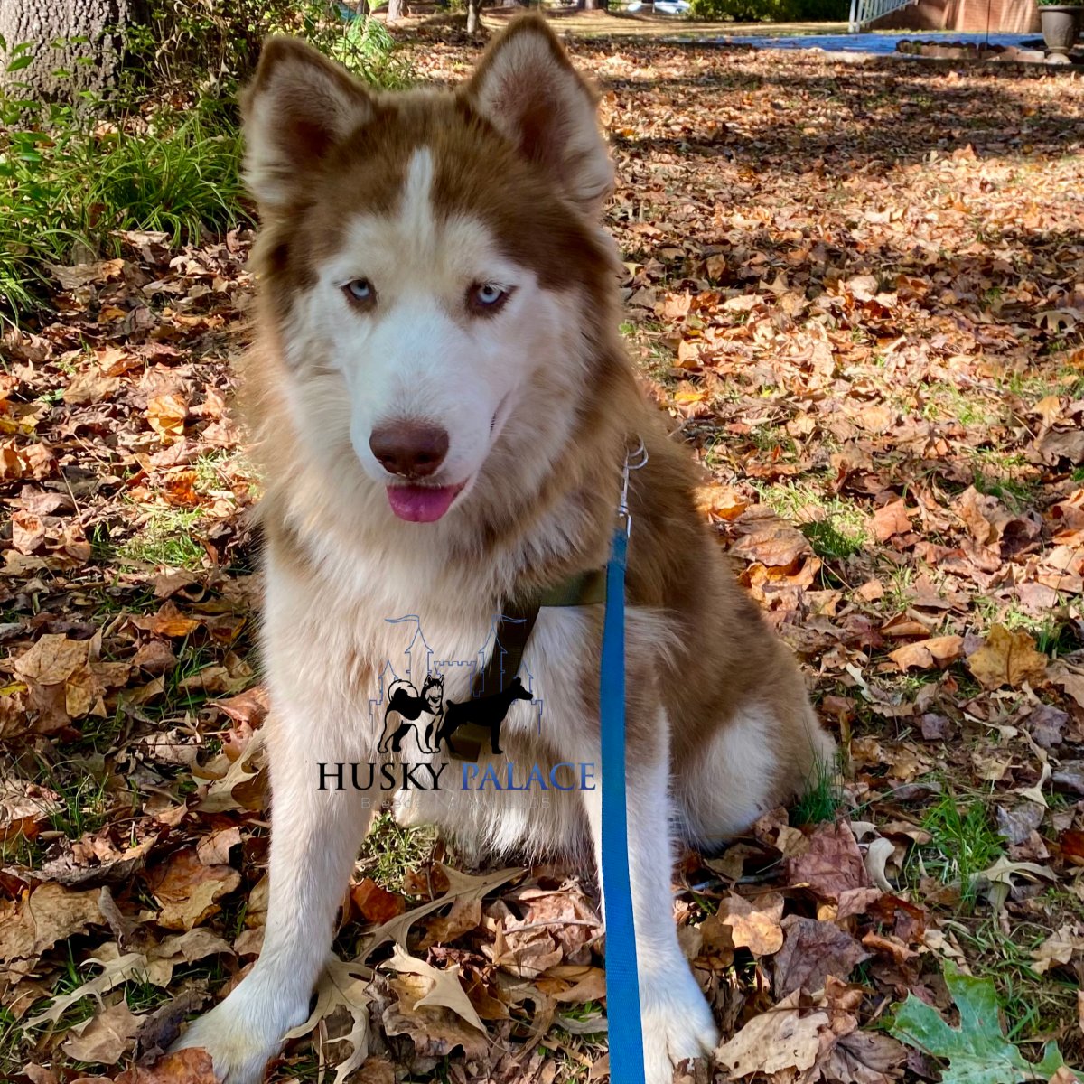 Grizzly XXX - Husky Palace