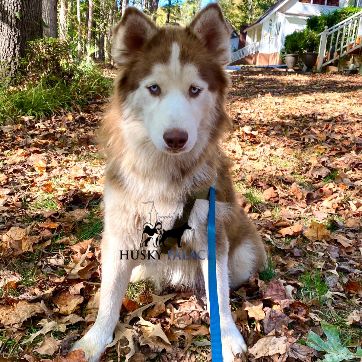 AKC Siberian Husky Upcoming Litters - Husky Palace