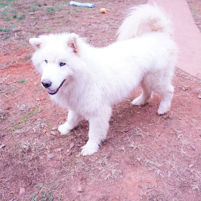 Champion Bloodlines Siberian Husky Pups - Mufasa