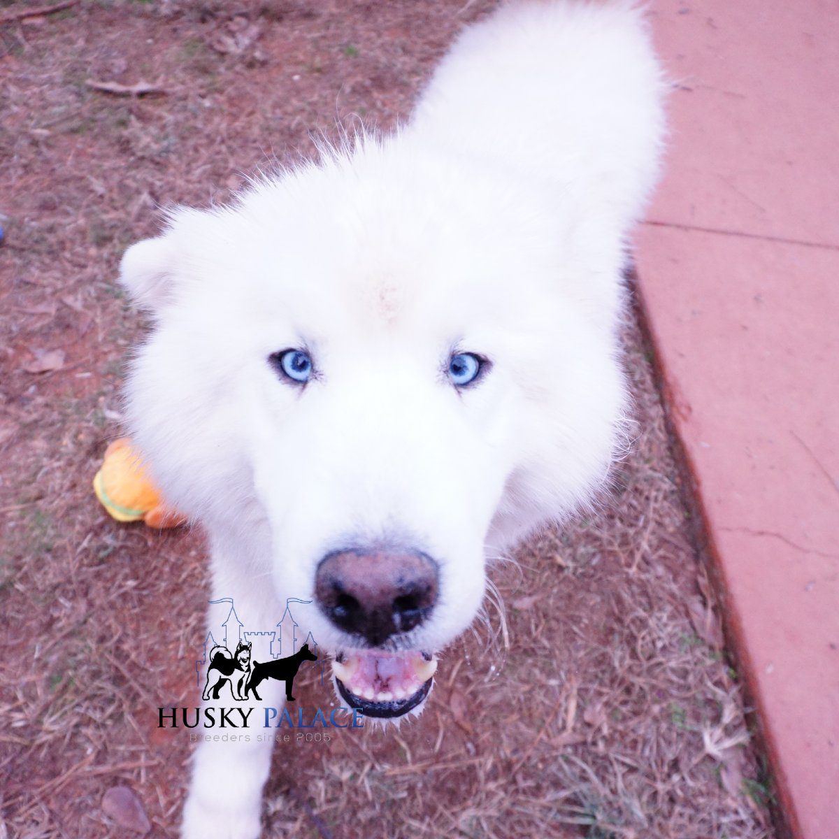 Champion Bloodlines Siberian Husky Pups - Mufasa