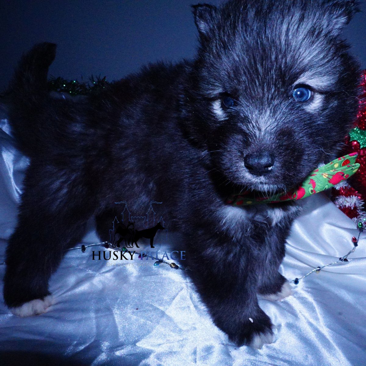 Agouti Husky - AKC Reputable Breeder - Husky Palace