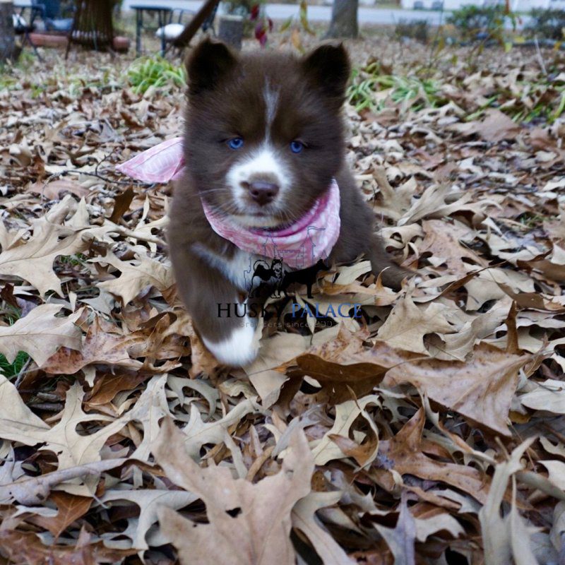 Cooper Siberian Huskies For Sale - AKC | Husky Palace