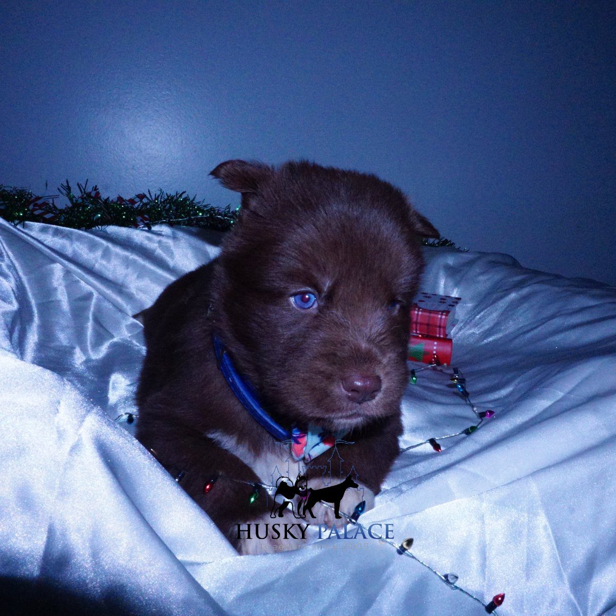 Copper Husky Sale - AKC Breeders since 2005 - Husky Palace