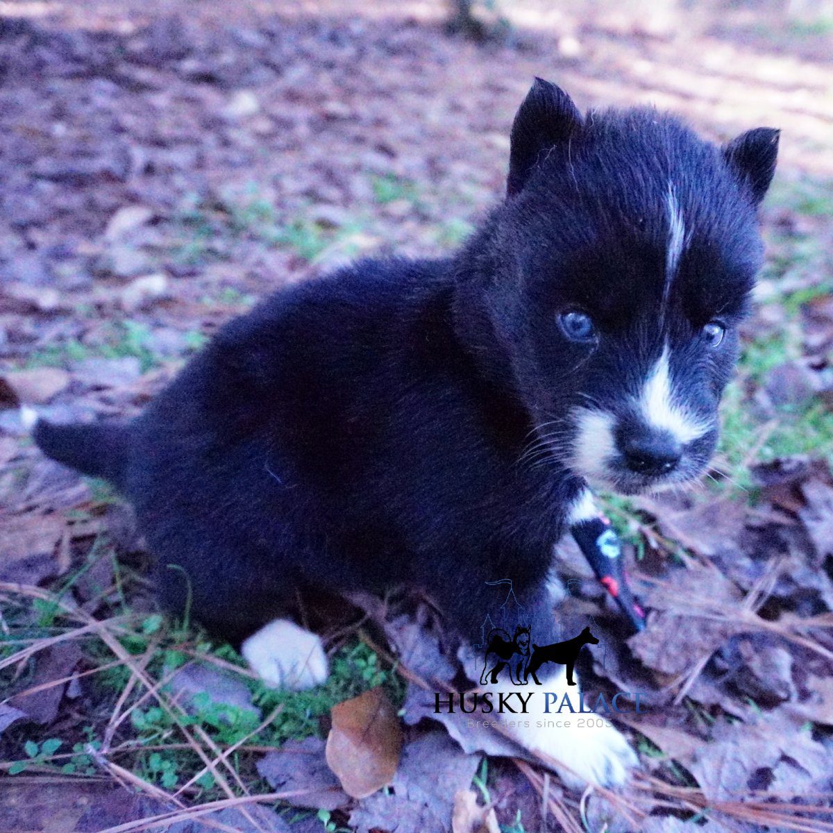 Purebred Husky Breeders - AKC Huskies - Husky Palace