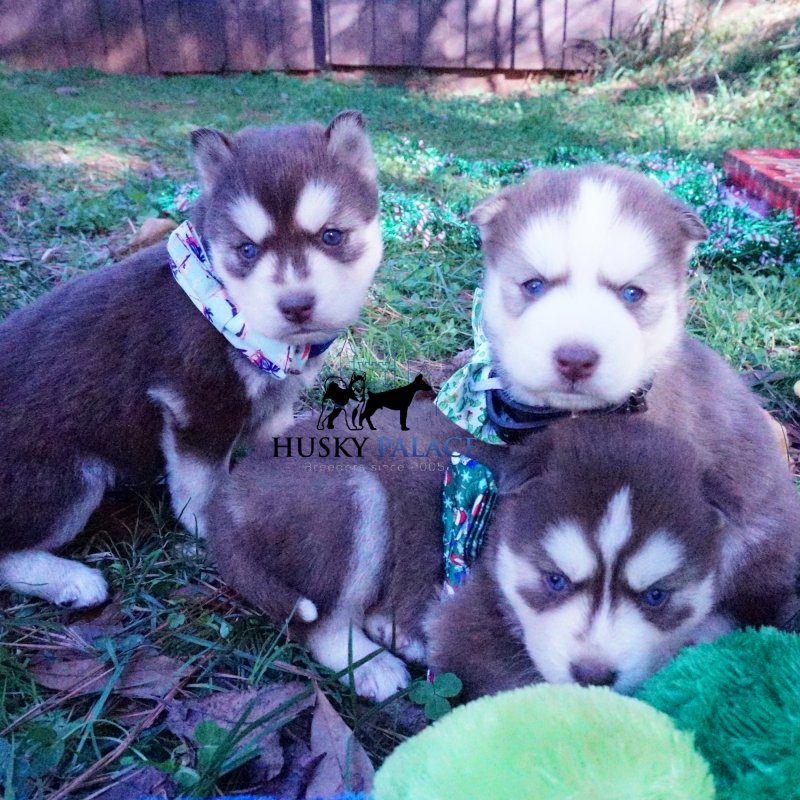 Red Husky Puppy For Sale - AKC Breeders| Husky Palace