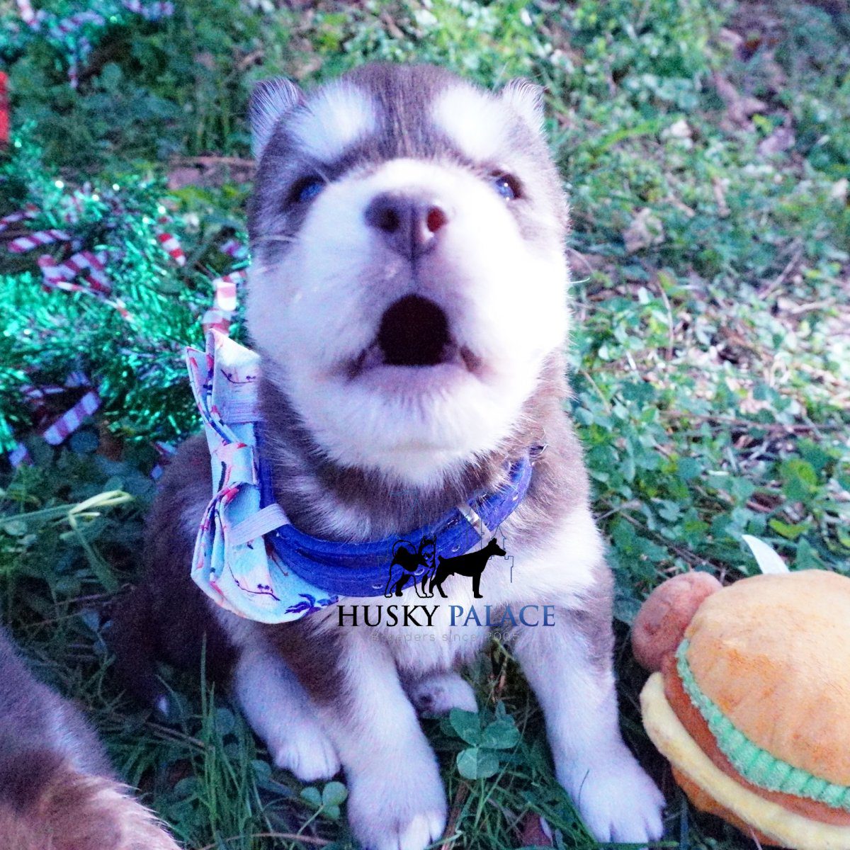 Red Husky Puppy For Sale - AKC Breeders| Husky Palace