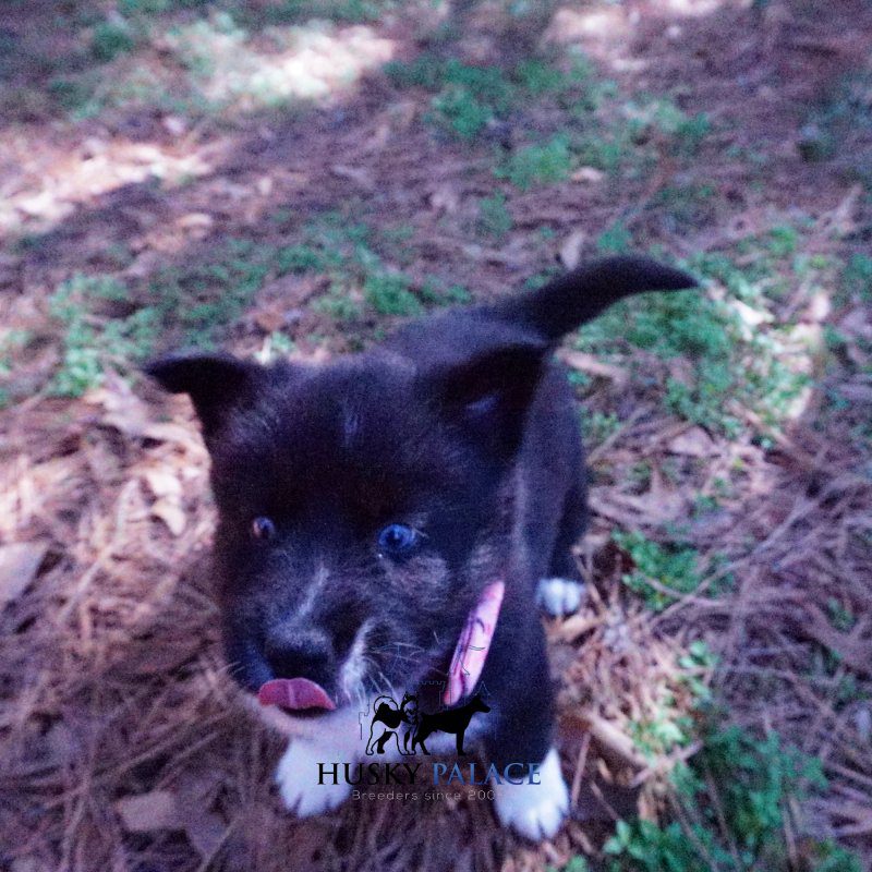 Solid Black Husky - Husky Palace