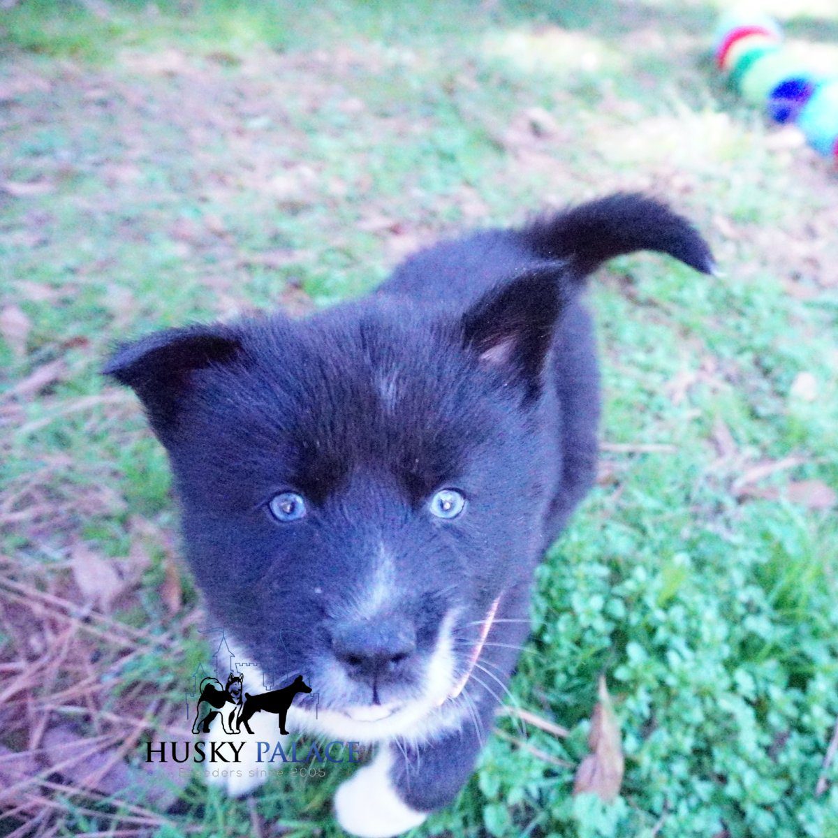 Solid Black Husky - Husky Palace