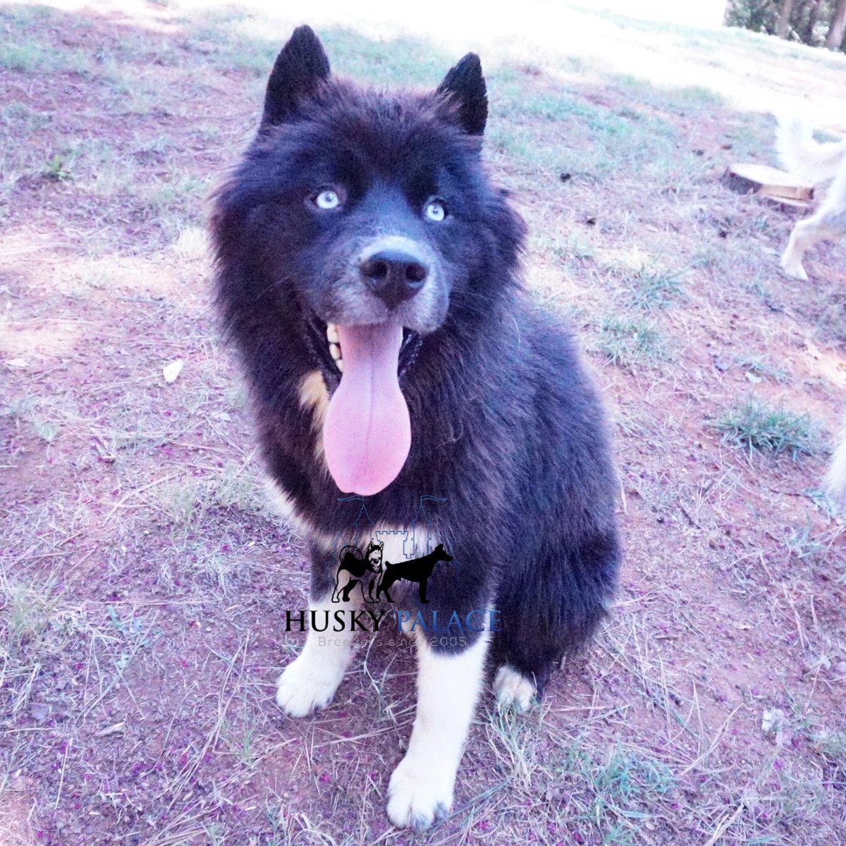 Blue Eye Husky - AKC Reputable Breeder - Husky Palace