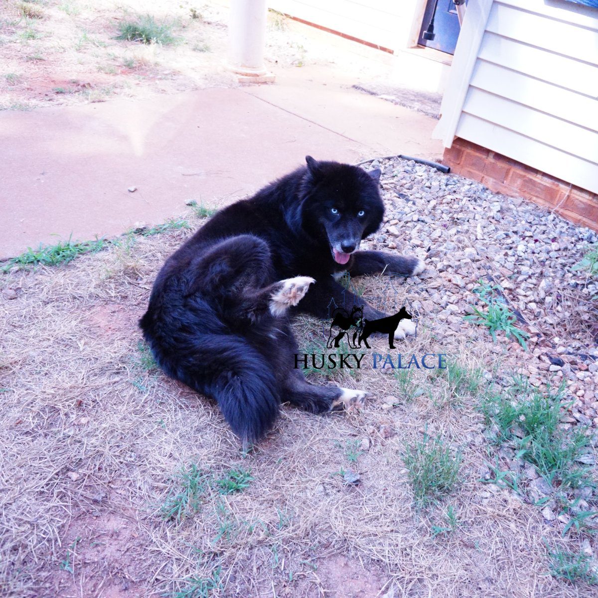 Solid Black Husky - Husky Palace