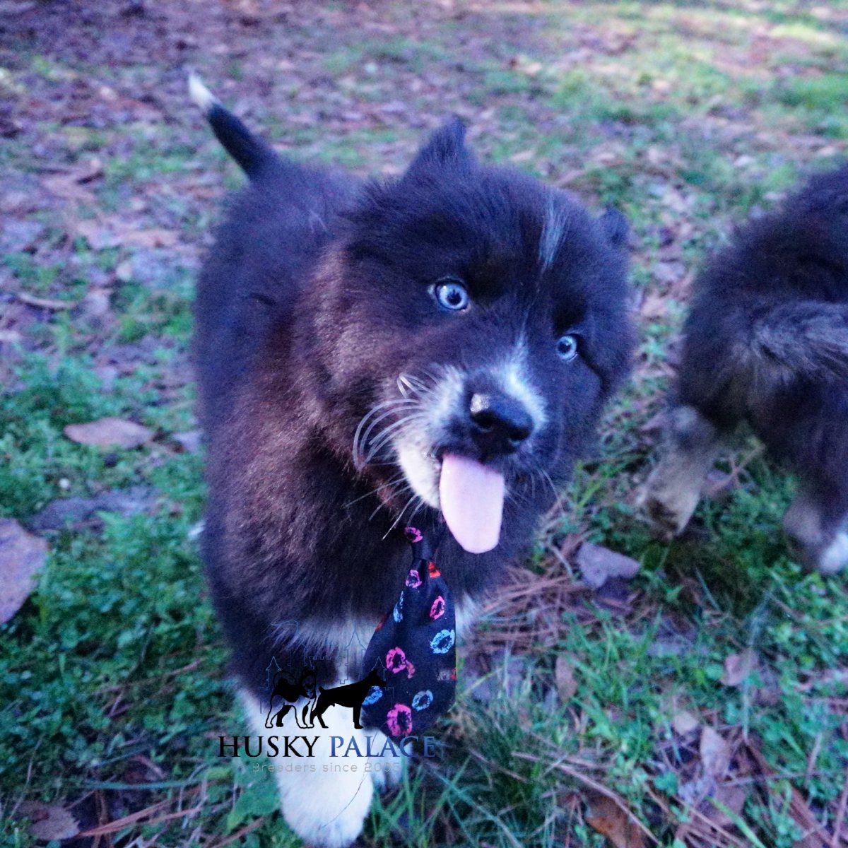 Purebred Husky Breeders - AKC Huskies - Husky Palace