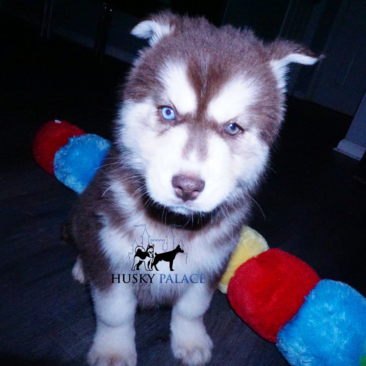 Red Husky Puppy For Sale - AKC Breeders| Husky Palace