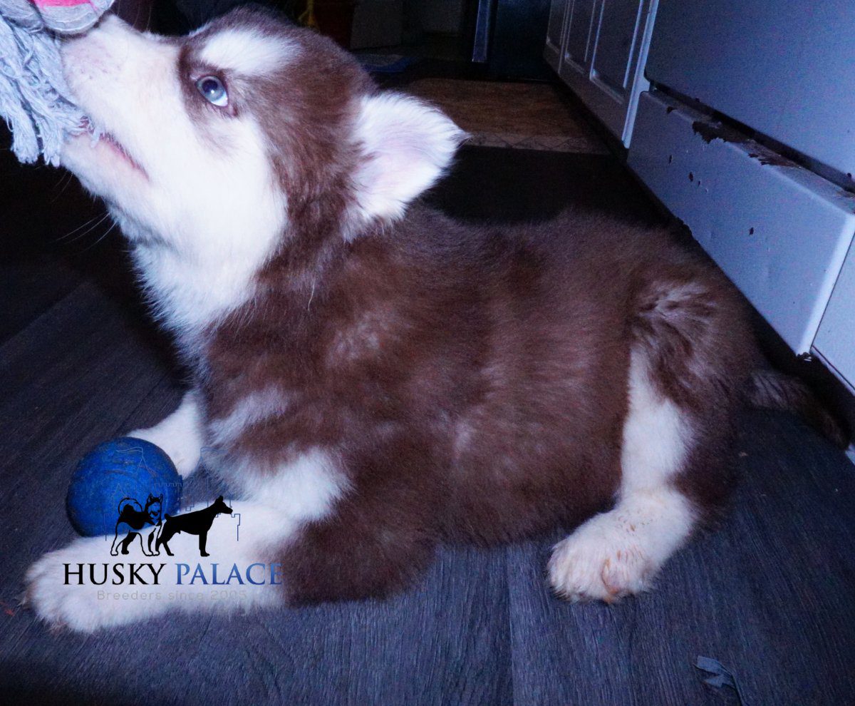 Red Husky Puppy For Sale - AKC Breeders| Husky Palace