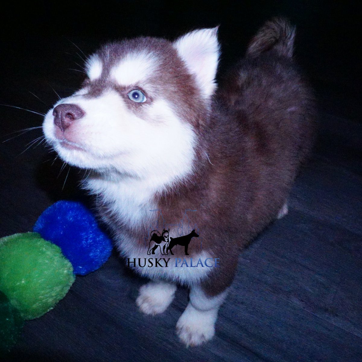 Red Husky Puppy For Sale - AKC Breeders| Husky Palace