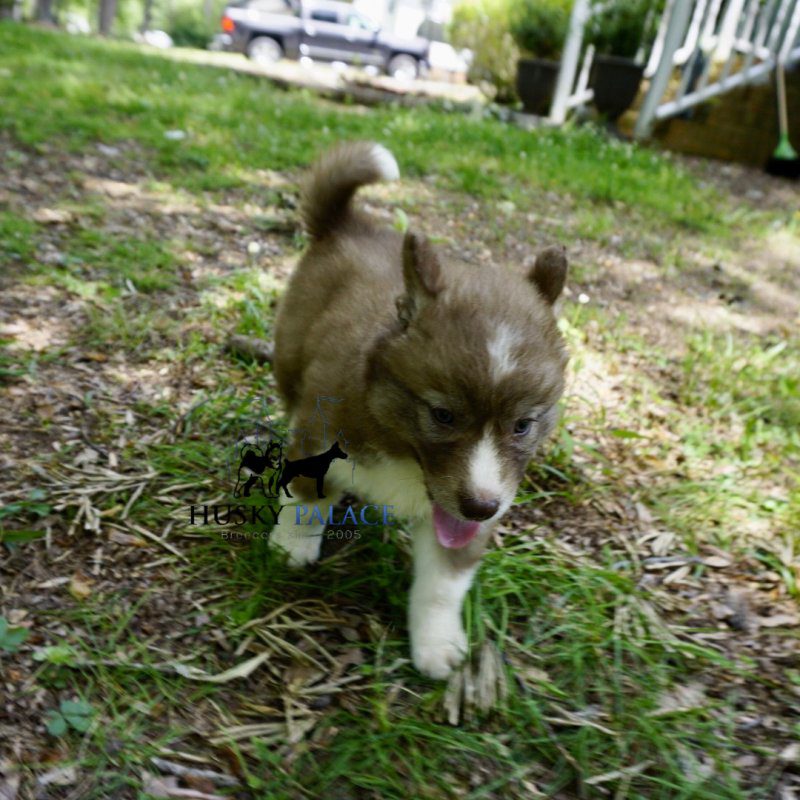 Copper Husky Sale - AKC Breeders since 2005 - Husky Palace