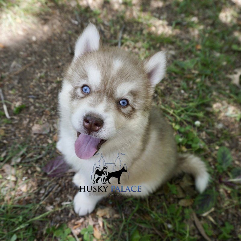 Red Husky Puppy For Sale - AKC Breeders| Husky Palace