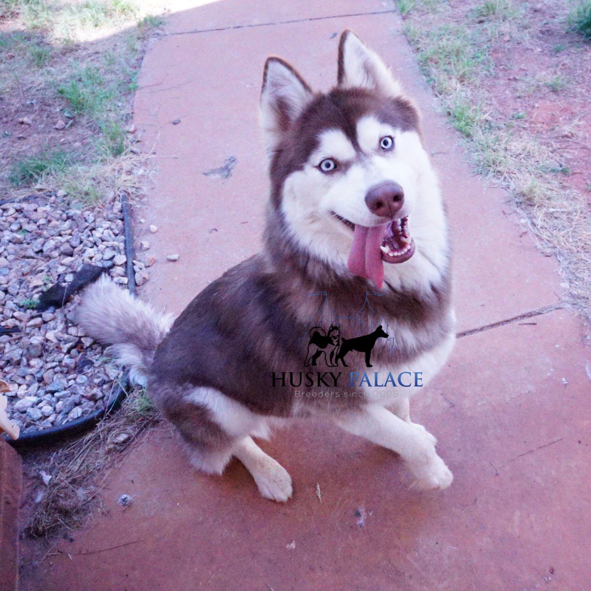 Blue Eye Husky - AKC Reputable Breeder - Husky Palace