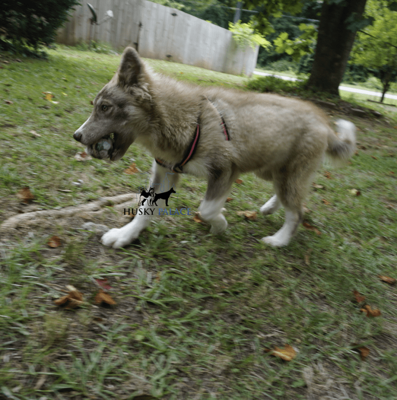 Copper Husky Sale - AKC Breeders since 2005 - Husky Palace