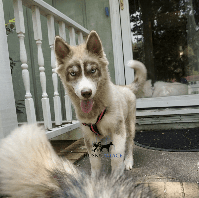 Husky Litters - Blue Eye Siberian Husky Puppies| Husky Palace