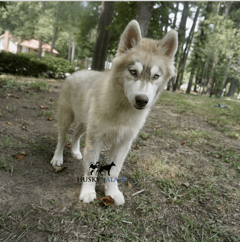 Red Husky Puppy For Sale - AKC Breeders| Husky Palace