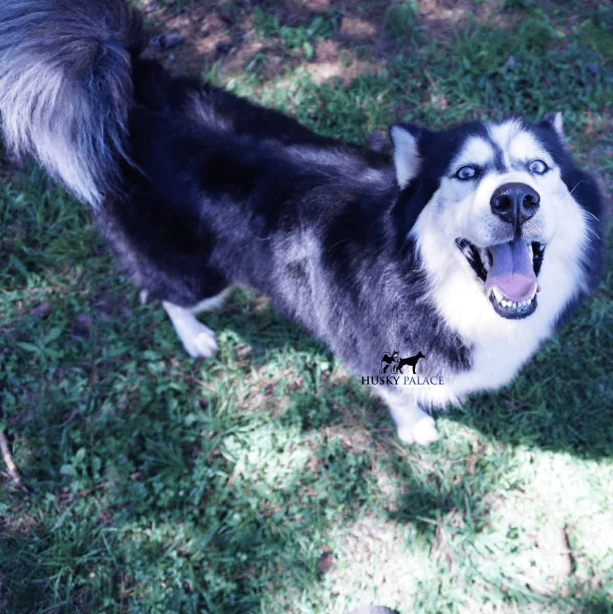 Siberian Husky Adult Dogs For Sale - Husky Palace