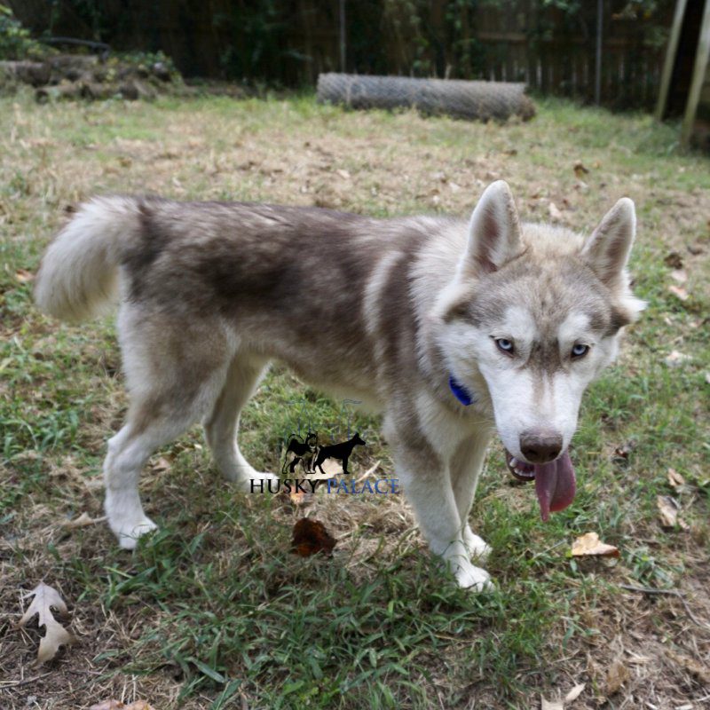 Red Husky Puppy For Sale - AKC Breeders| Husky Palace