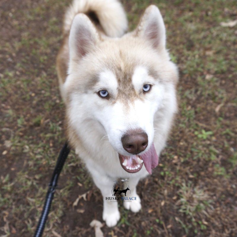 Red Husky Puppy For Sale - AKC Breeders| Husky Palace