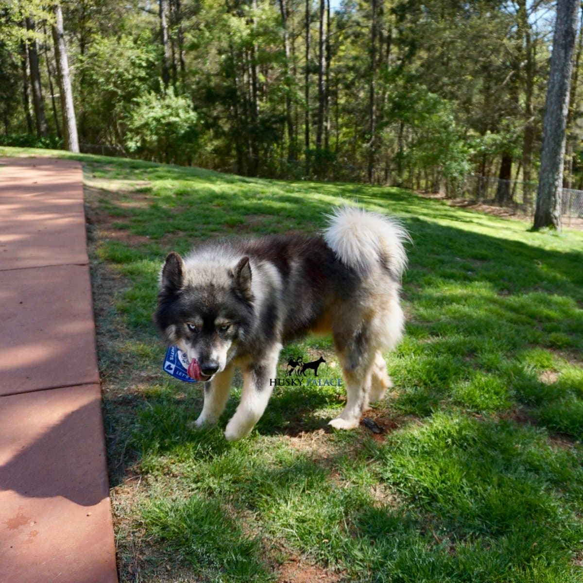 AKC Siberian Husky Upcoming Litters - Husky Palace