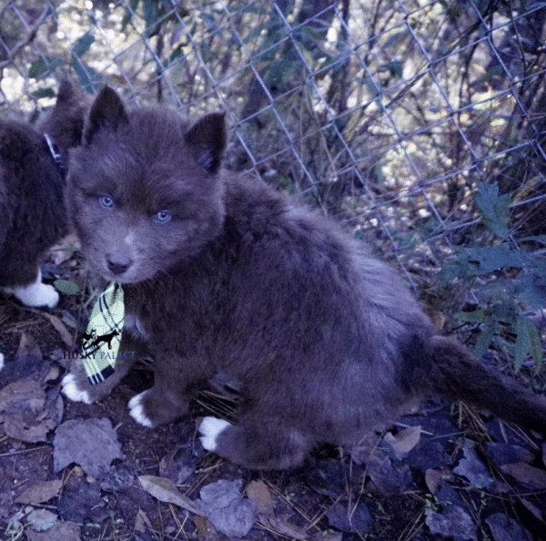 AKC Siberian Husky Upcoming Litters - Husky Palace
