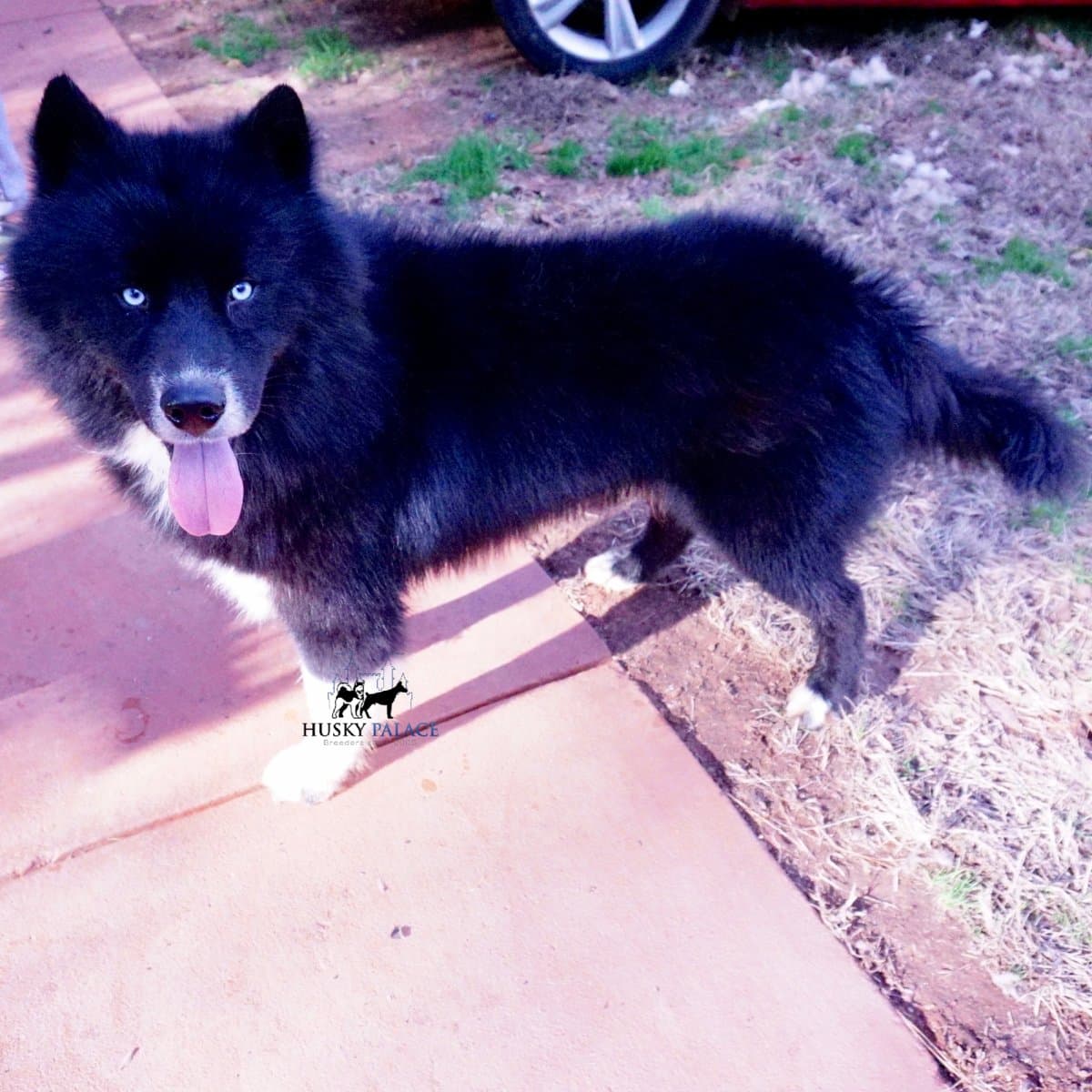 AKC Siberian Husky Breeder in NC & SC | Husky Palace