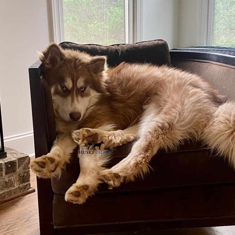 AKC Siberian Husky Upcoming Litters - Husky Palace