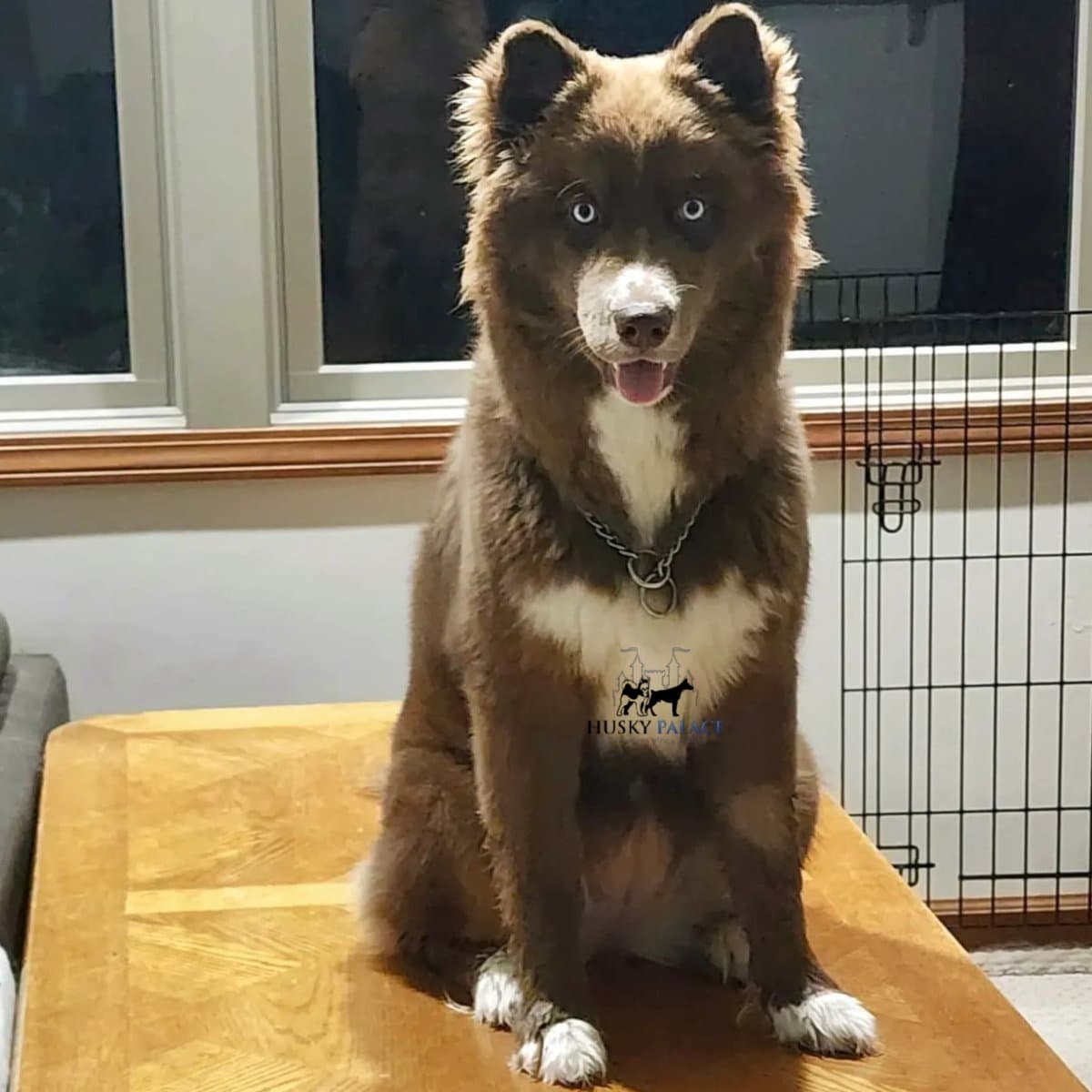 AKC Siberian Husky Upcoming Litters - Husky Palace