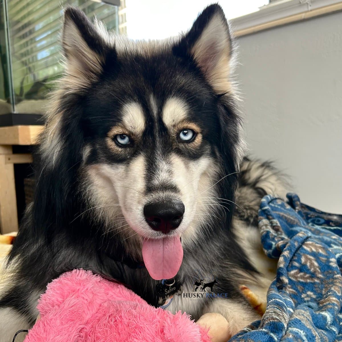 AKC Siberian Husky Upcoming Litters - Husky Palace