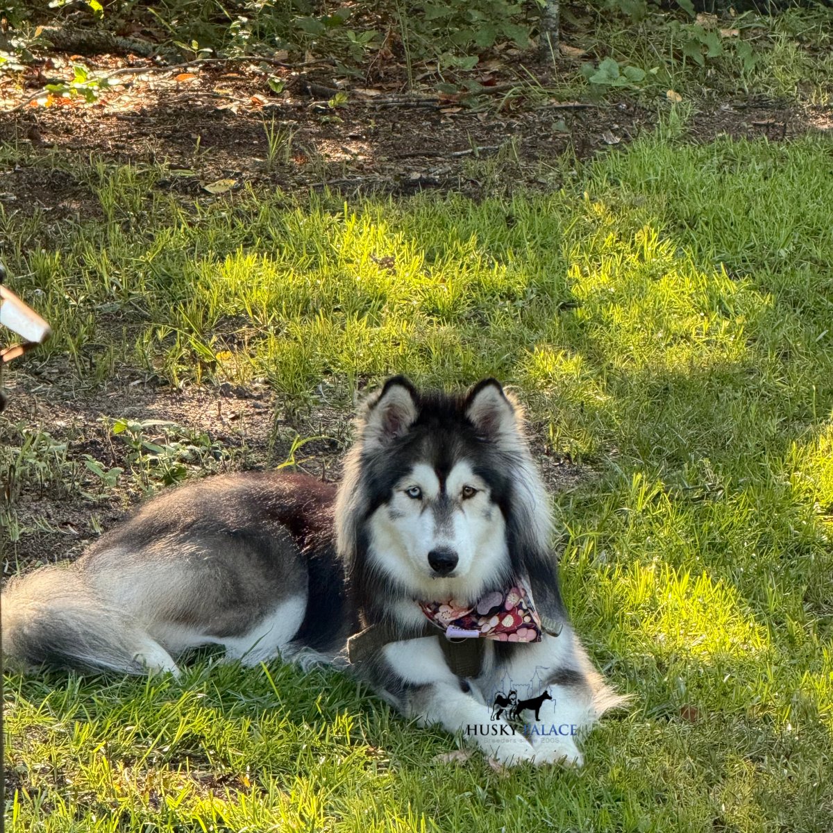 AKC Siberian Husky Upcoming Litters - Husky Palace