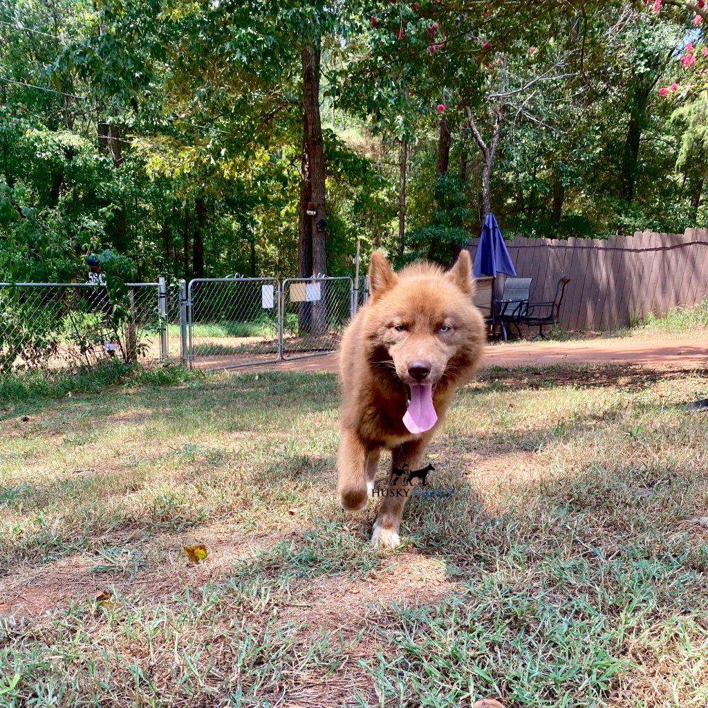 Kiara, Princess of the Pride Lands - Husky Palace